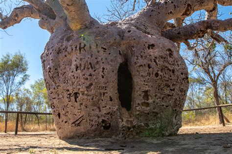 Baobab Tree: South Africa's Ancient Giant & Its Incredible Secrets! 🌳 ...