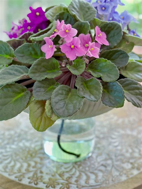 African Violet Pots: 5 DIY Ideas for HUGE Blooms! 🌸 | Madison Manor