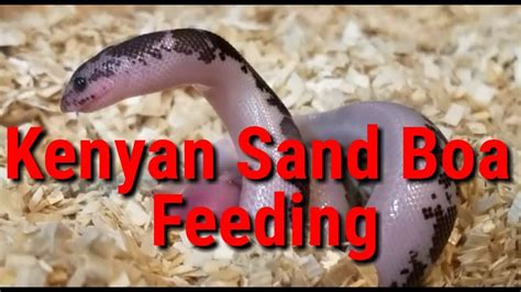 Kenyan Sand Boa Feeding: The ULTIMATE Guide You NEED to Read! 🐍 ...